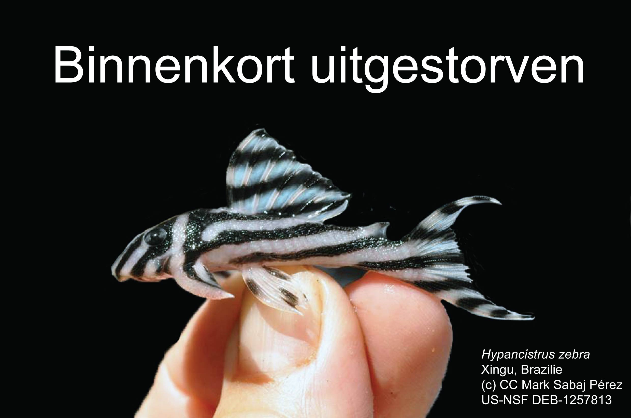 Uitsterven in beeld - Sargasso