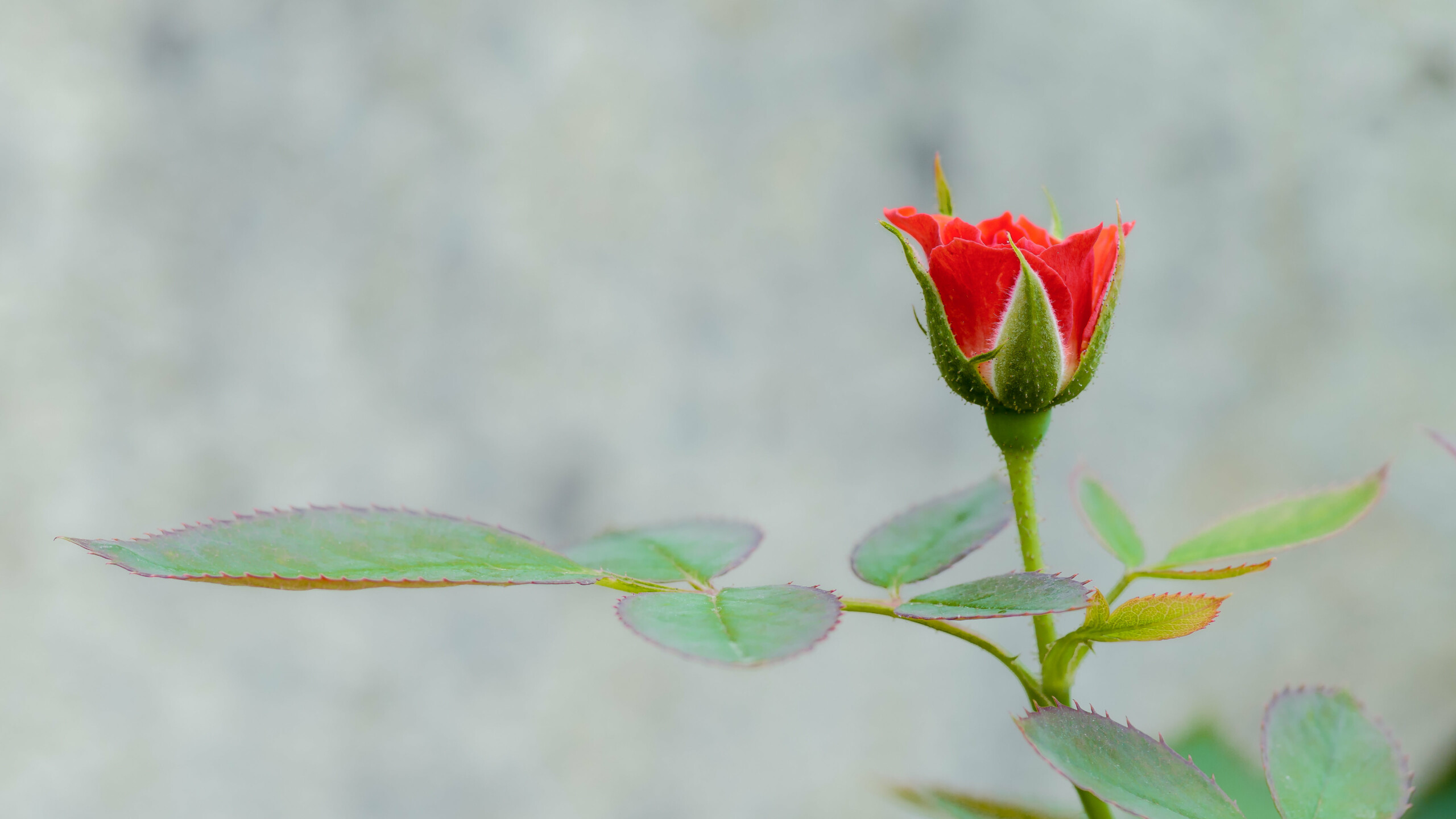 De PvdA heeft een nieuwe leider, hoe is het met de ideeën? - Sargasso