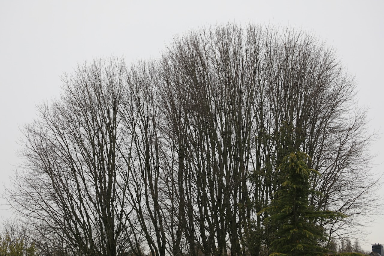 De waarde(n)loze motie Becker - Sargasso