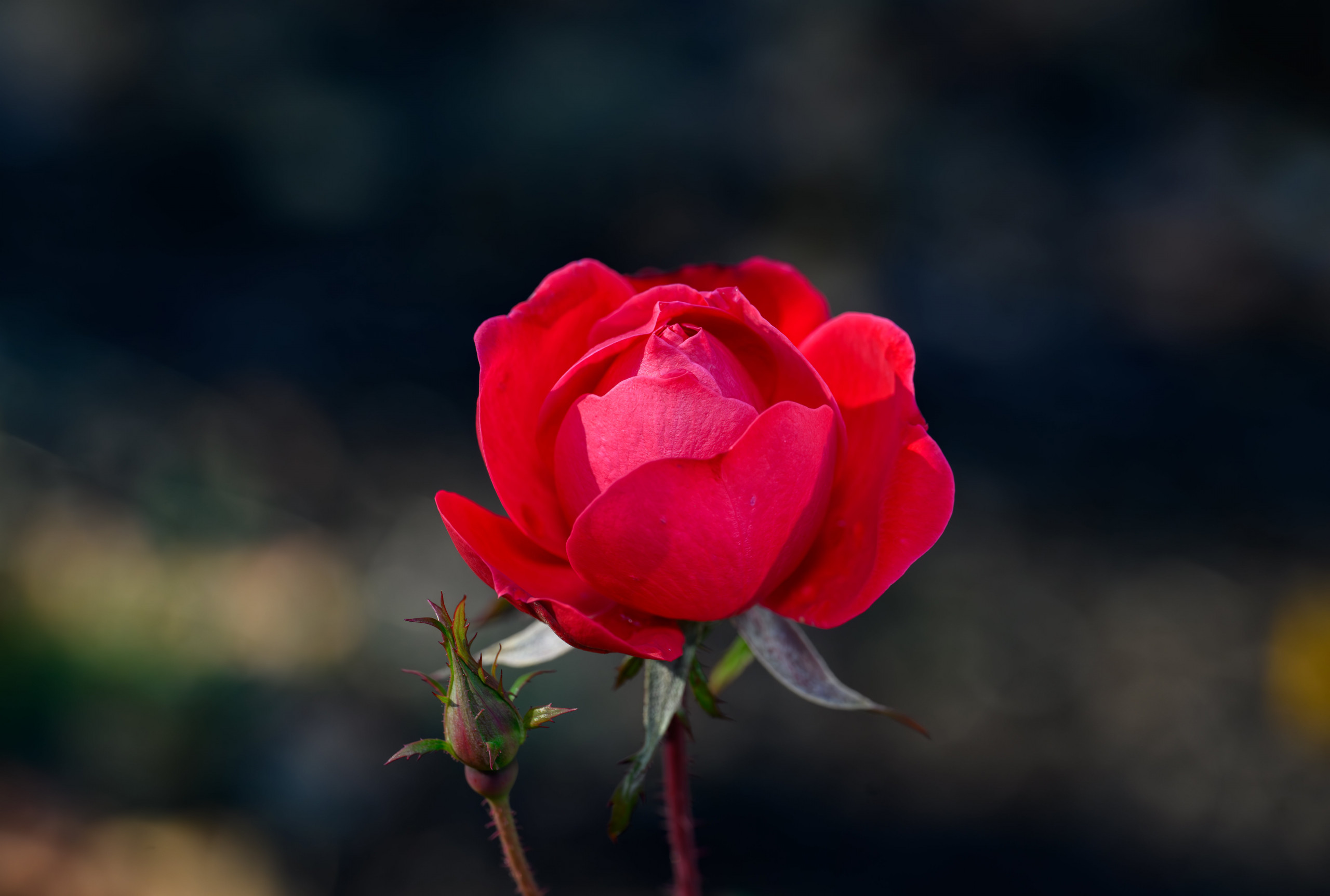 Labour verliest weer - Sargasso